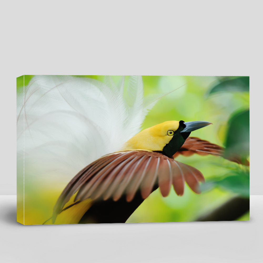 Buy Dancing Bird of Paradise | eRomman